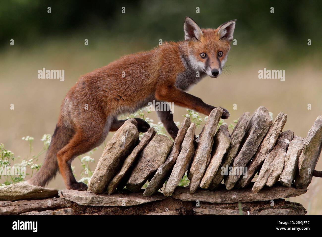Spring june britain uk hi-res stock photography and images - Alamy