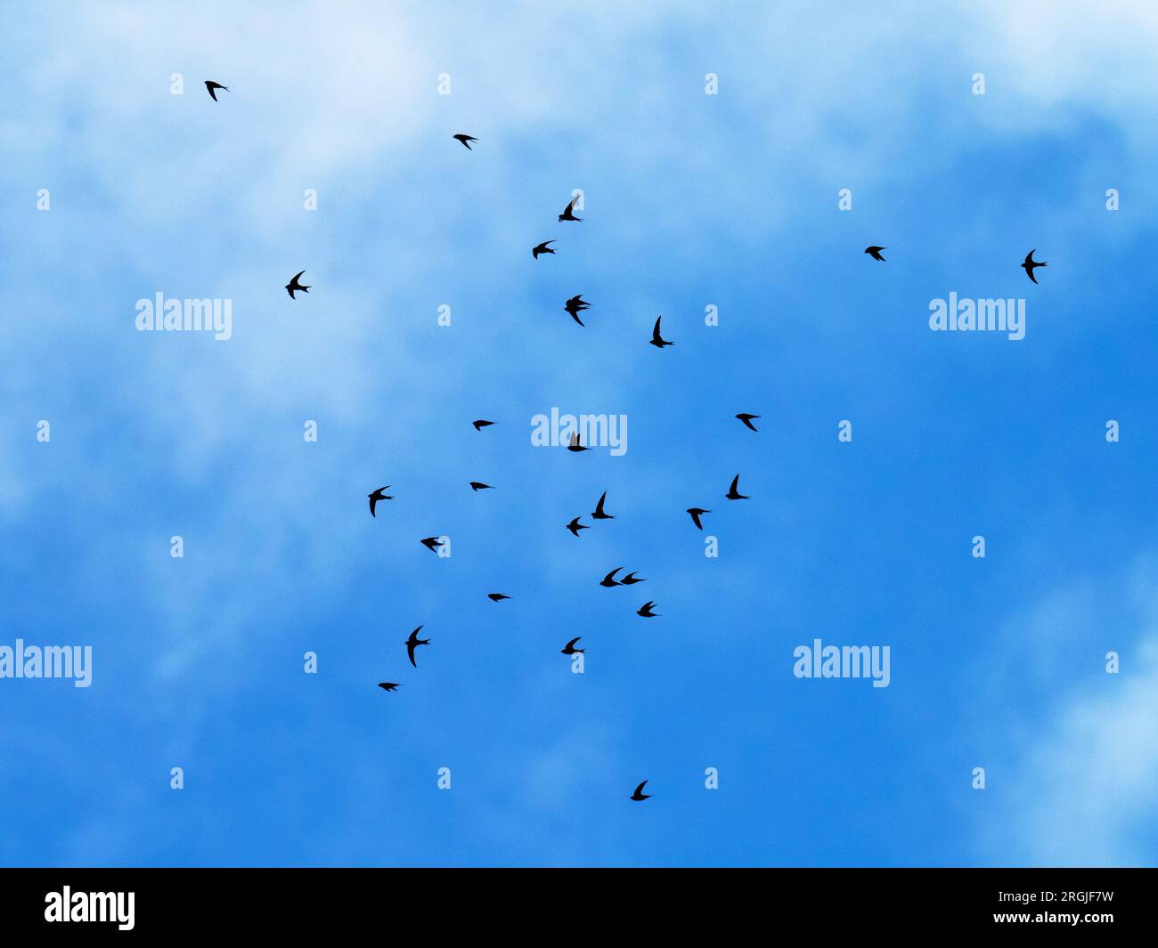 A flock of Common Swift, Apus apus over Ambleside, Lake District, UK ...
