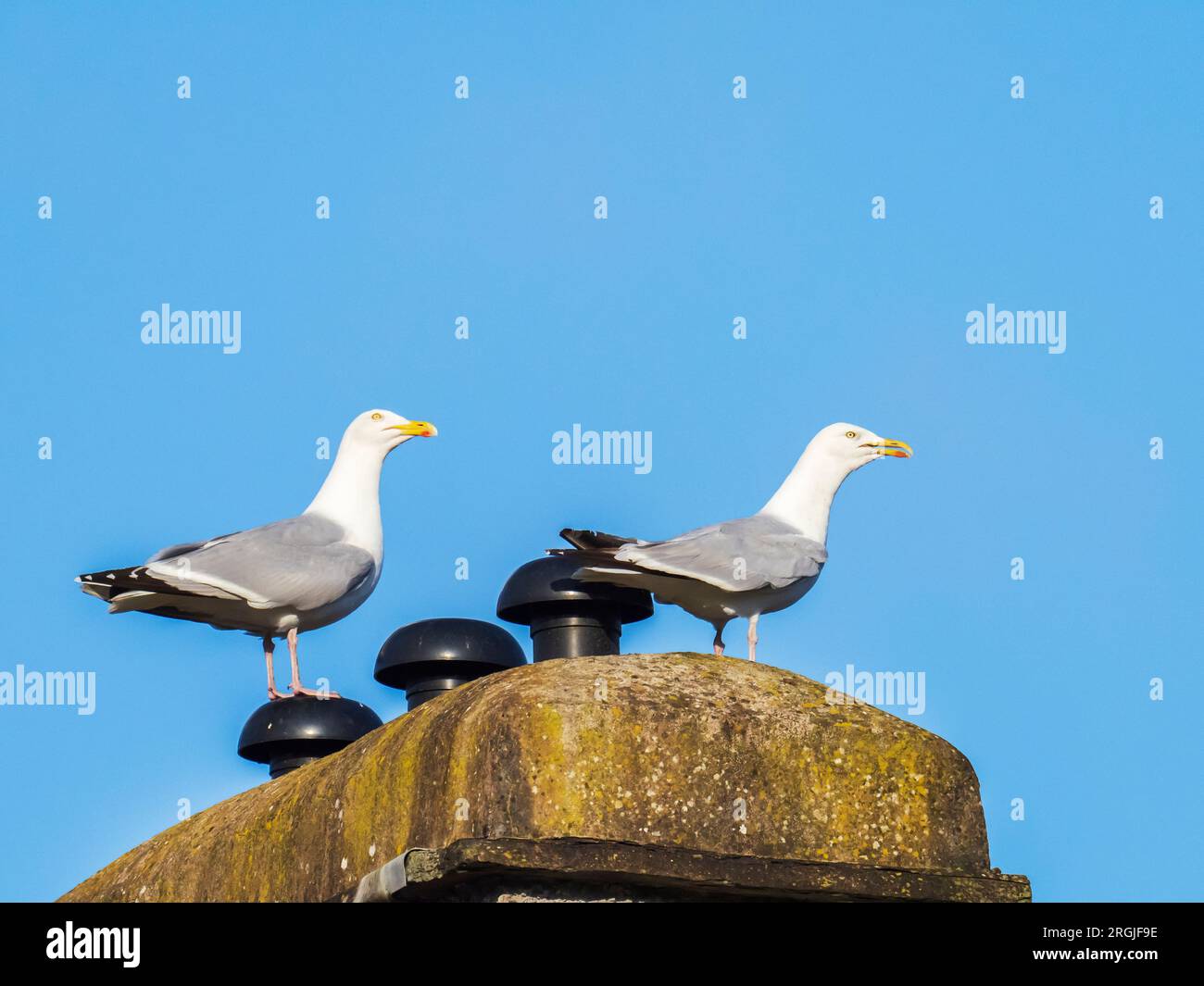 Gull rooftop hi-res stock photography and images - Alamy