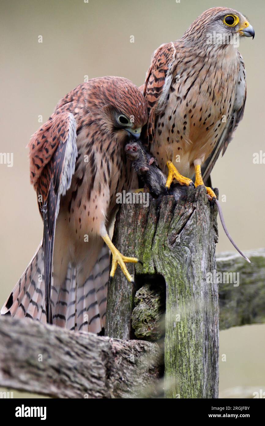 Adult kestrel with younger bird hi-res stock photography and images - Alamy