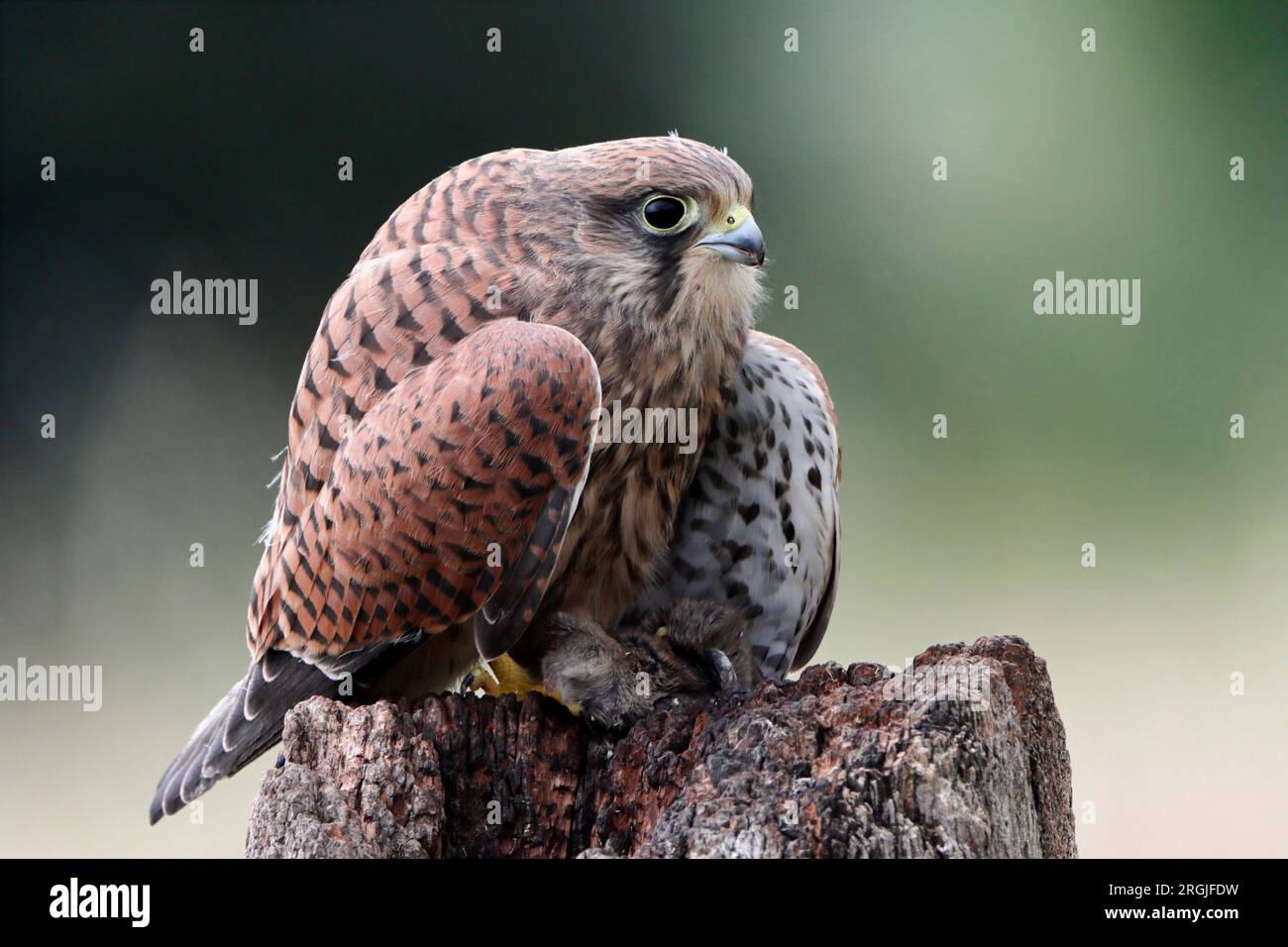 Bird of prey mantling hi-res stock photography and images - Alamy