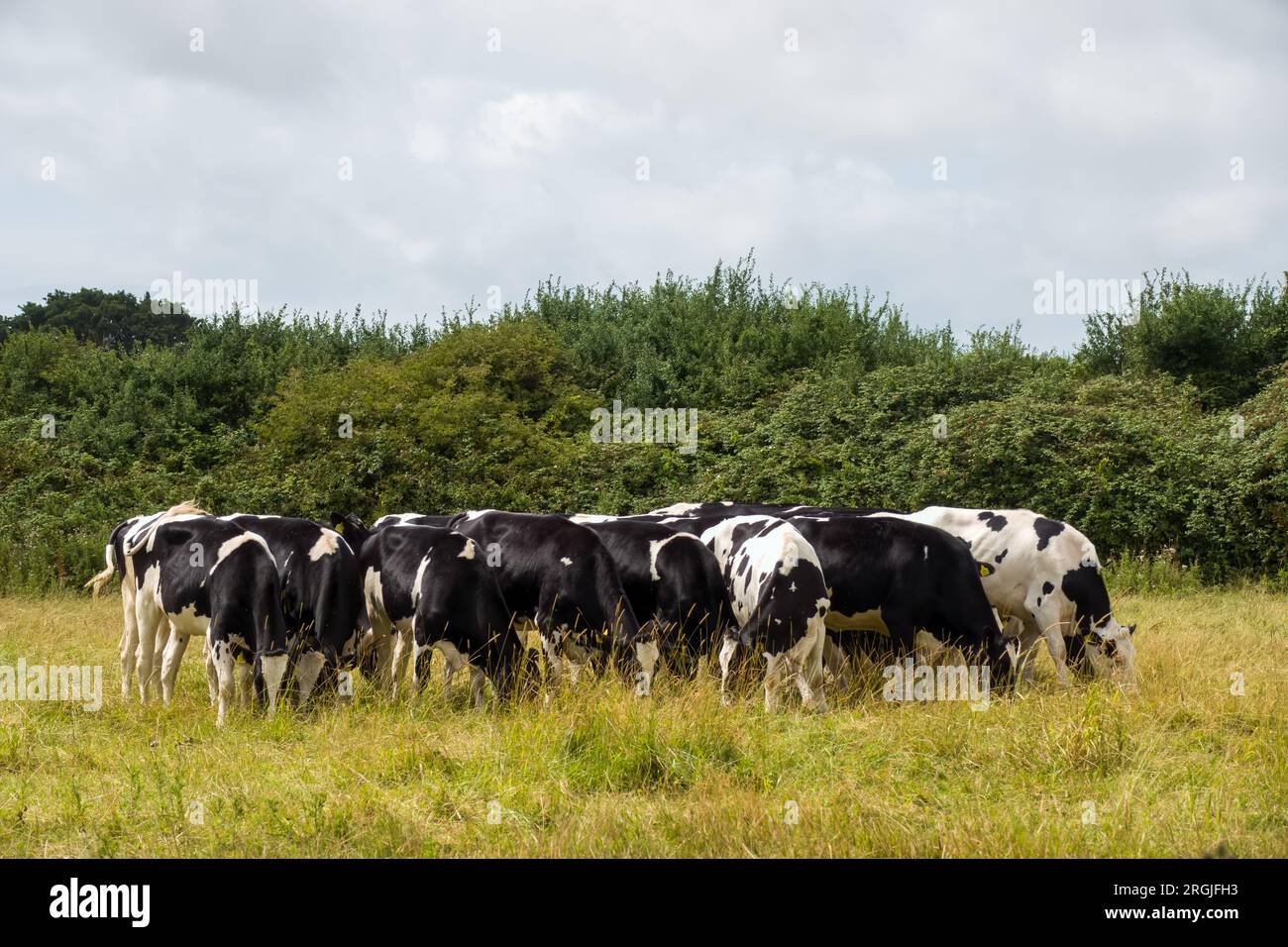 herd of black and white cows grazing in a line Stock Photo - Alamy