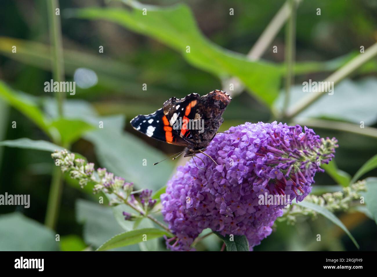 red admiral butterfly collecting nectar from Buddleia also known as ...
