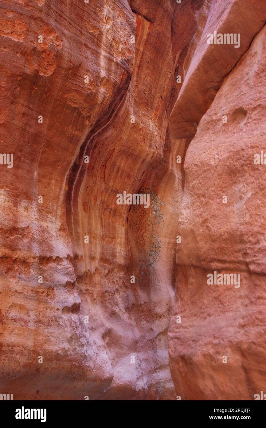 The Siq, narrow red canyon wall texture background in Petra, Jordan ...