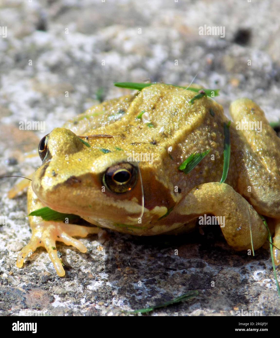 Small frog with blades of grass stuck to him pauses on a sunny pavement ...