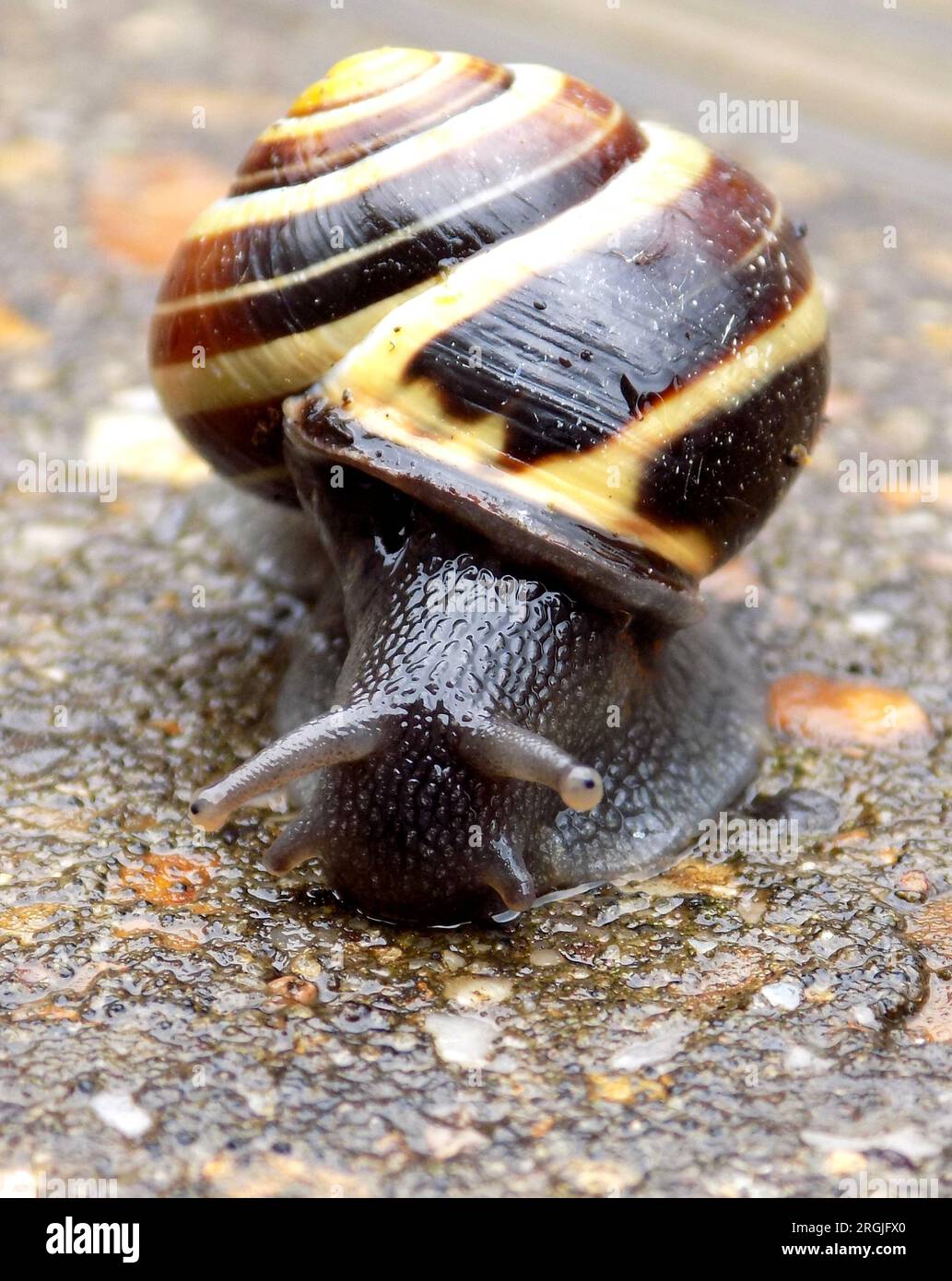 A common garden snail (Helix aspersa) crawls across damp garden ...