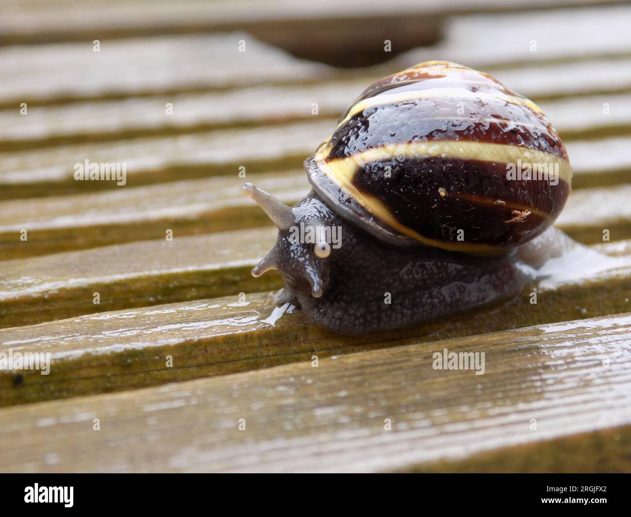 Snail shell swirl swirls hi-res stock photography and images - Alamy