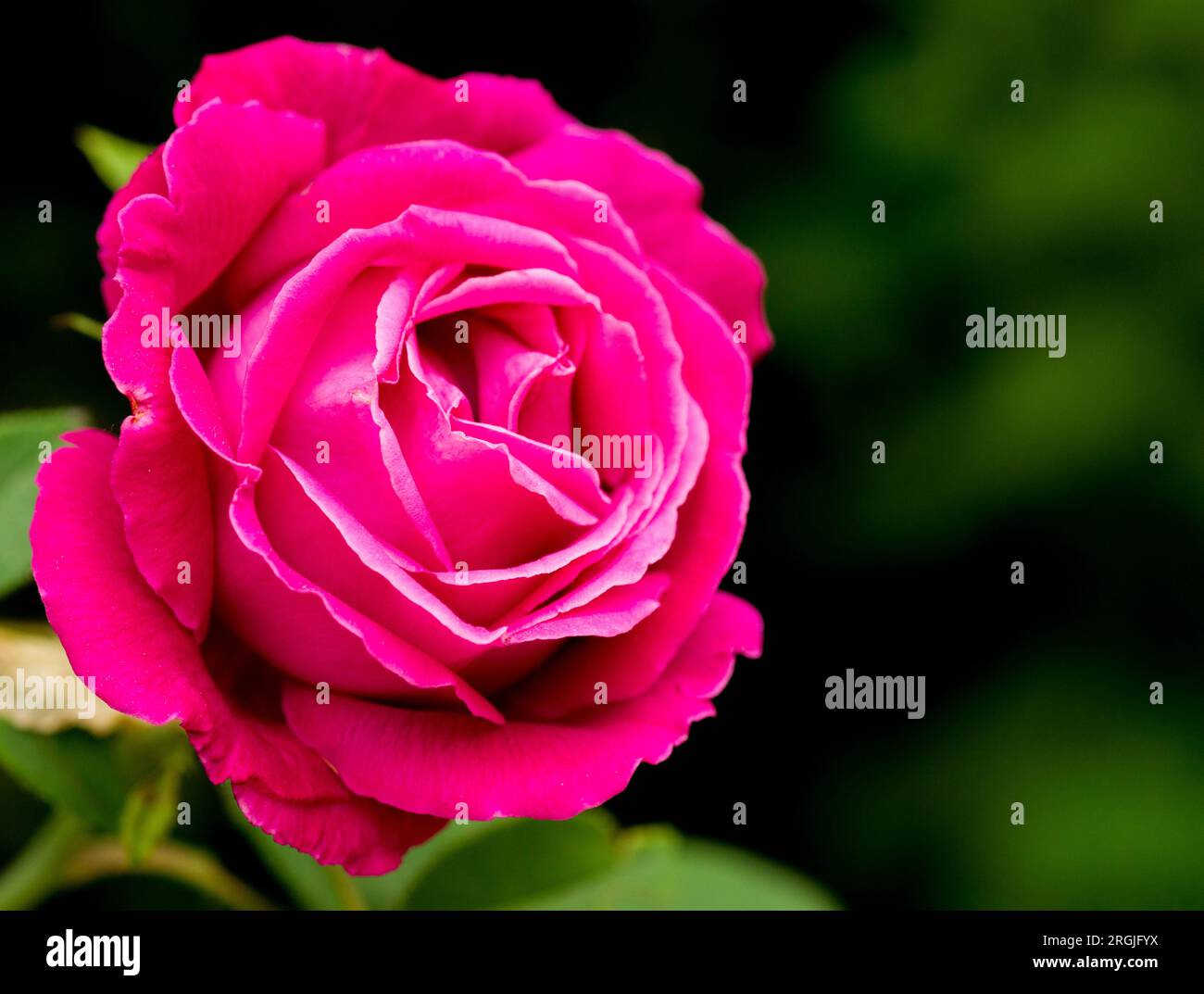 Large red blooms hi-res stock photography and images - Alamy