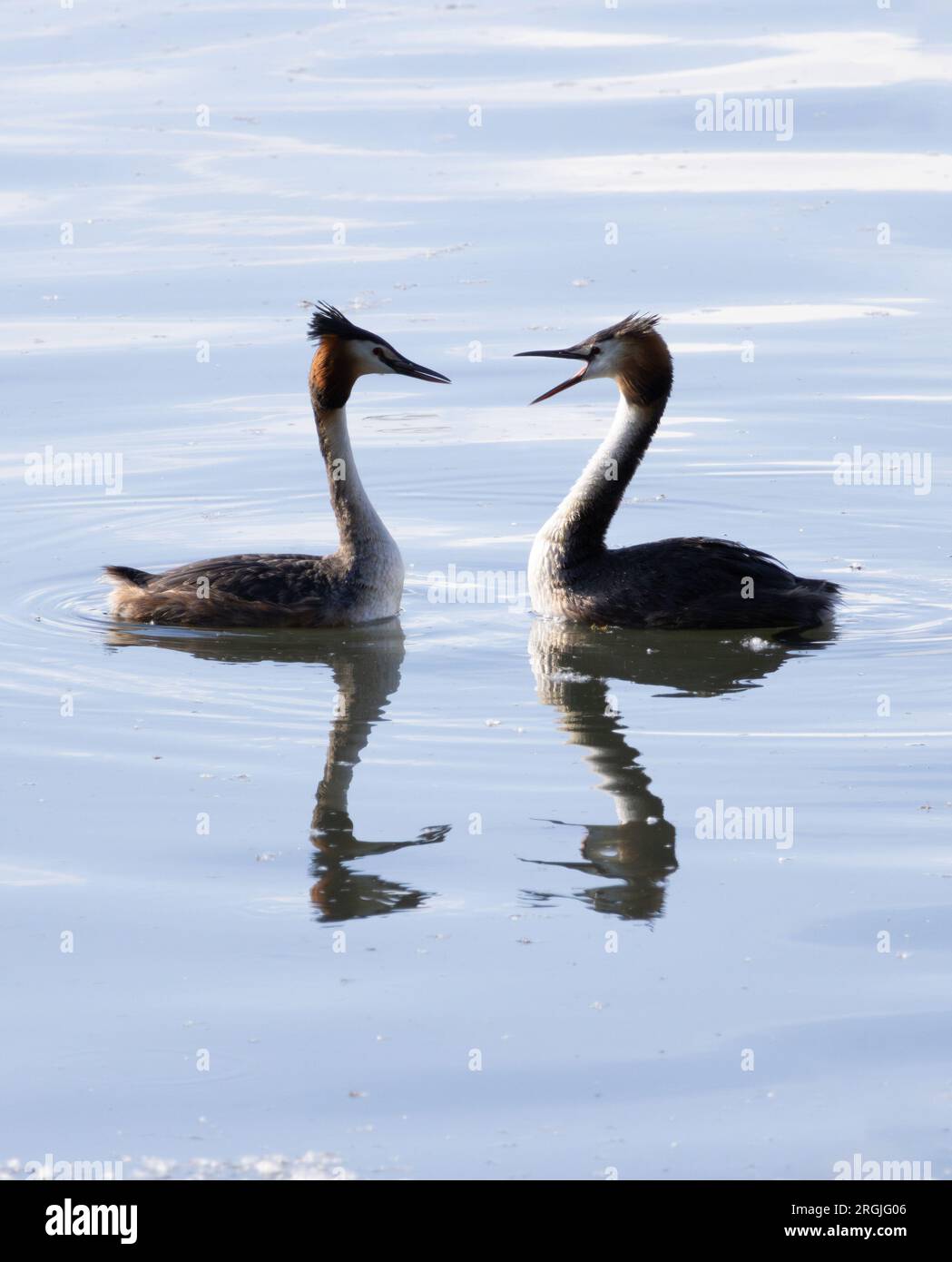 Animals arguing hi-res stock photography and images - Alamy