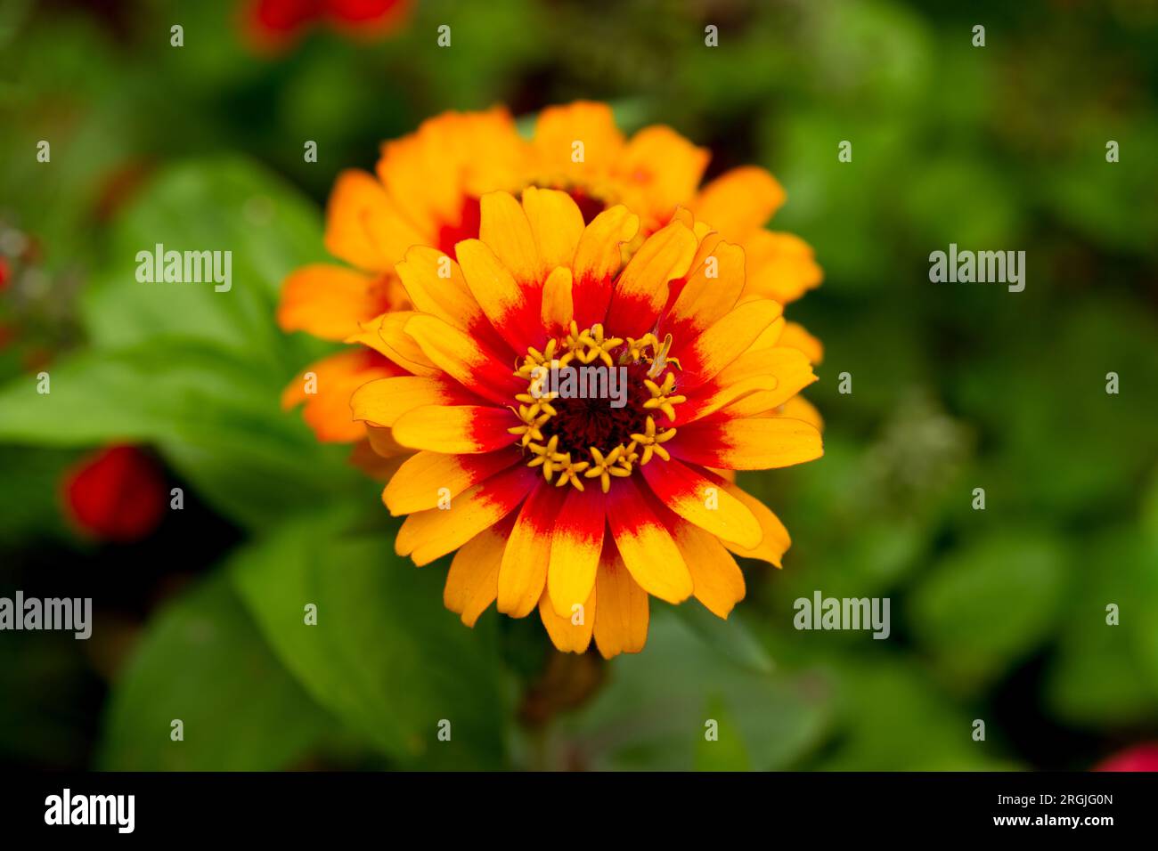 Zinnia flower illustration hi-res stock photography and images - Alamy