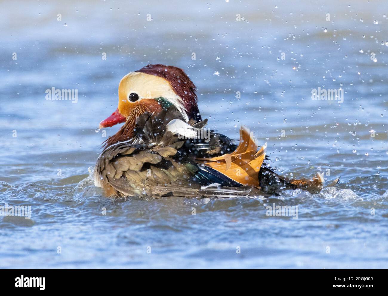 Mandarin Duck Splash Stock Photo - Alamy