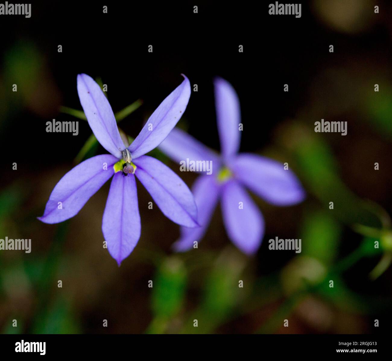 Isotoma axillaris blue star hi-res stock photography and images - Alamy