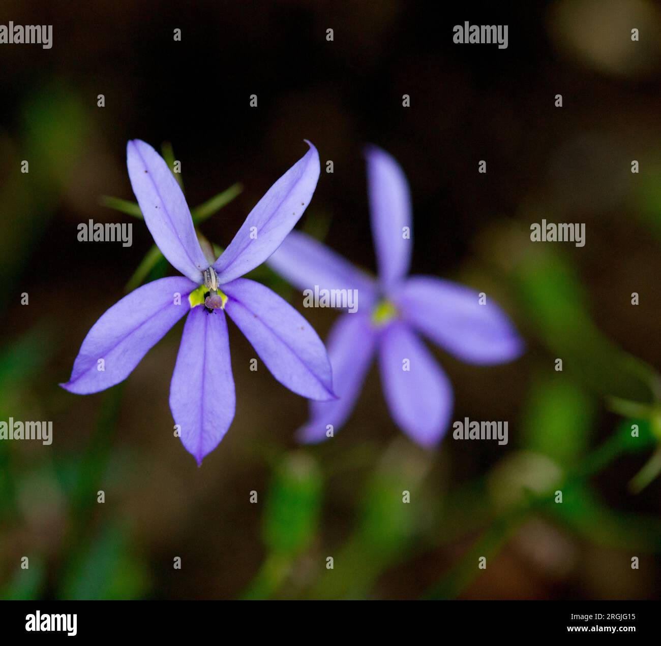 Isotoma axillaris 'Blue Star' Stock Photo - Alamy