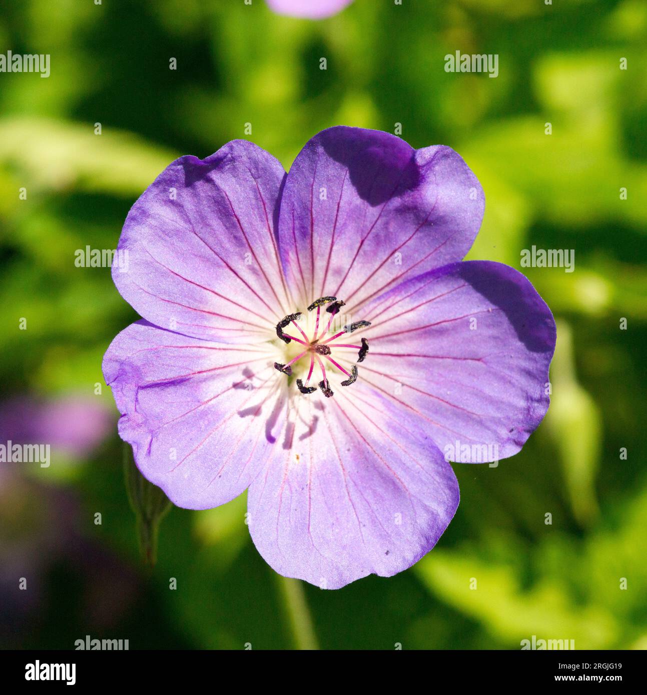 Geranium Azure Rush bear sky blue flowers atop tall stems which look gorgeous in beds or borders ...