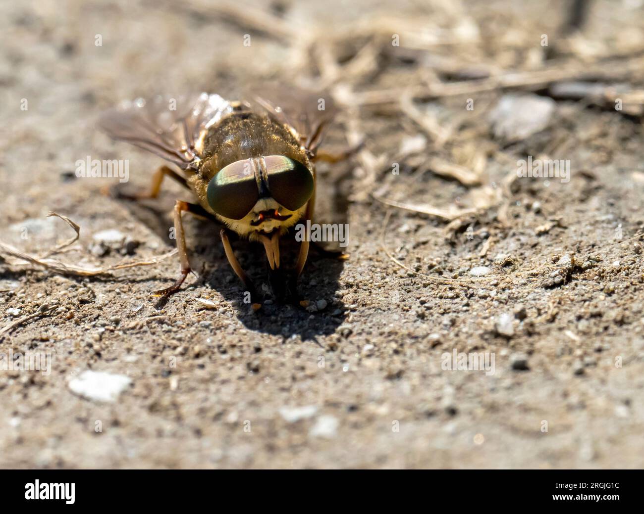 Tabanus sudeticus, Dark Giant Horsefly, Europes heaviest fly, in ...