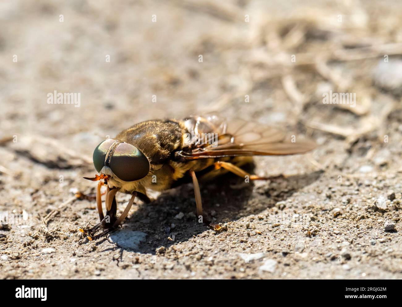 Tabanus sudeticus, Dark Giant Horsefly, Europes heaviest fly, in ...