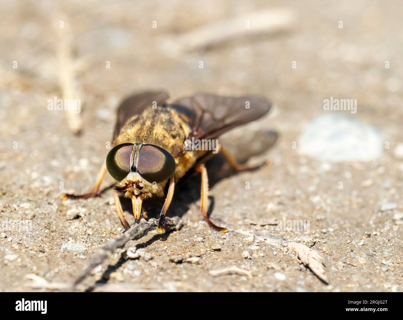 Tabanus sudeticus, Dark Giant Horsefly, Europes heaviest fly, in ...