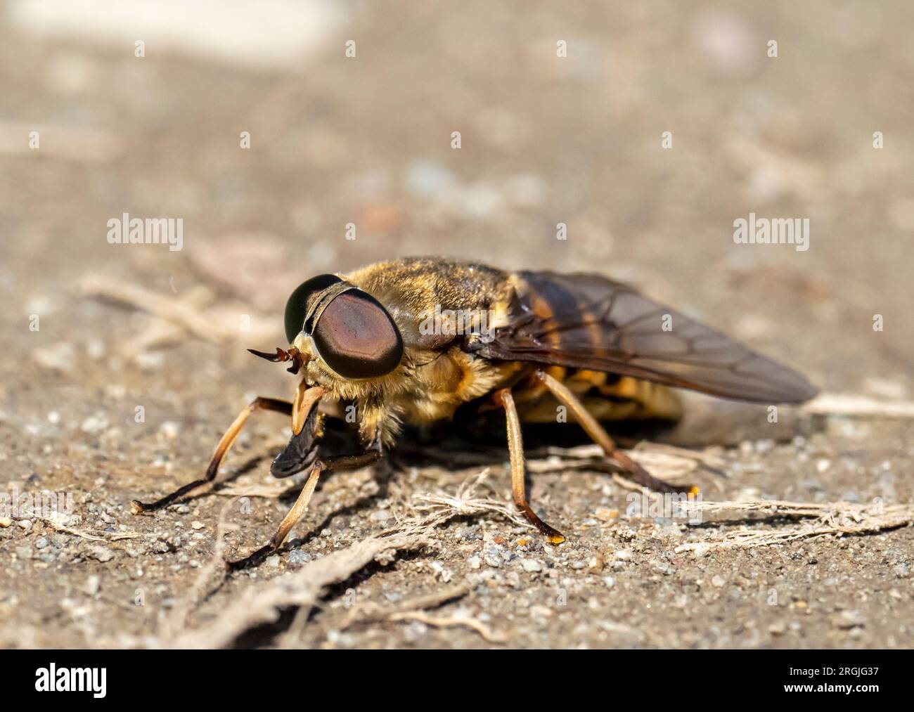 Tabanus sudeticus, Dark Giant Horsefly, Europes heaviest fly, in ...