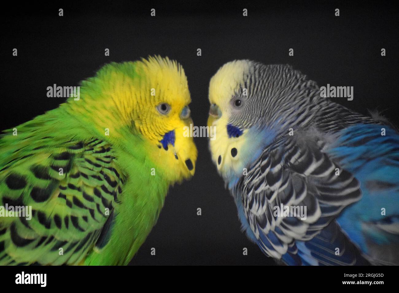 Banbury aviary hi-res stock photography and images - Alamy