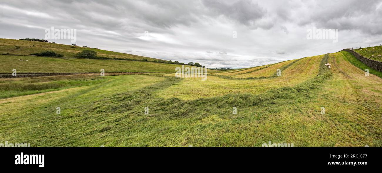 Tractor rowing up during silage making at Little Newton Long Preston ...