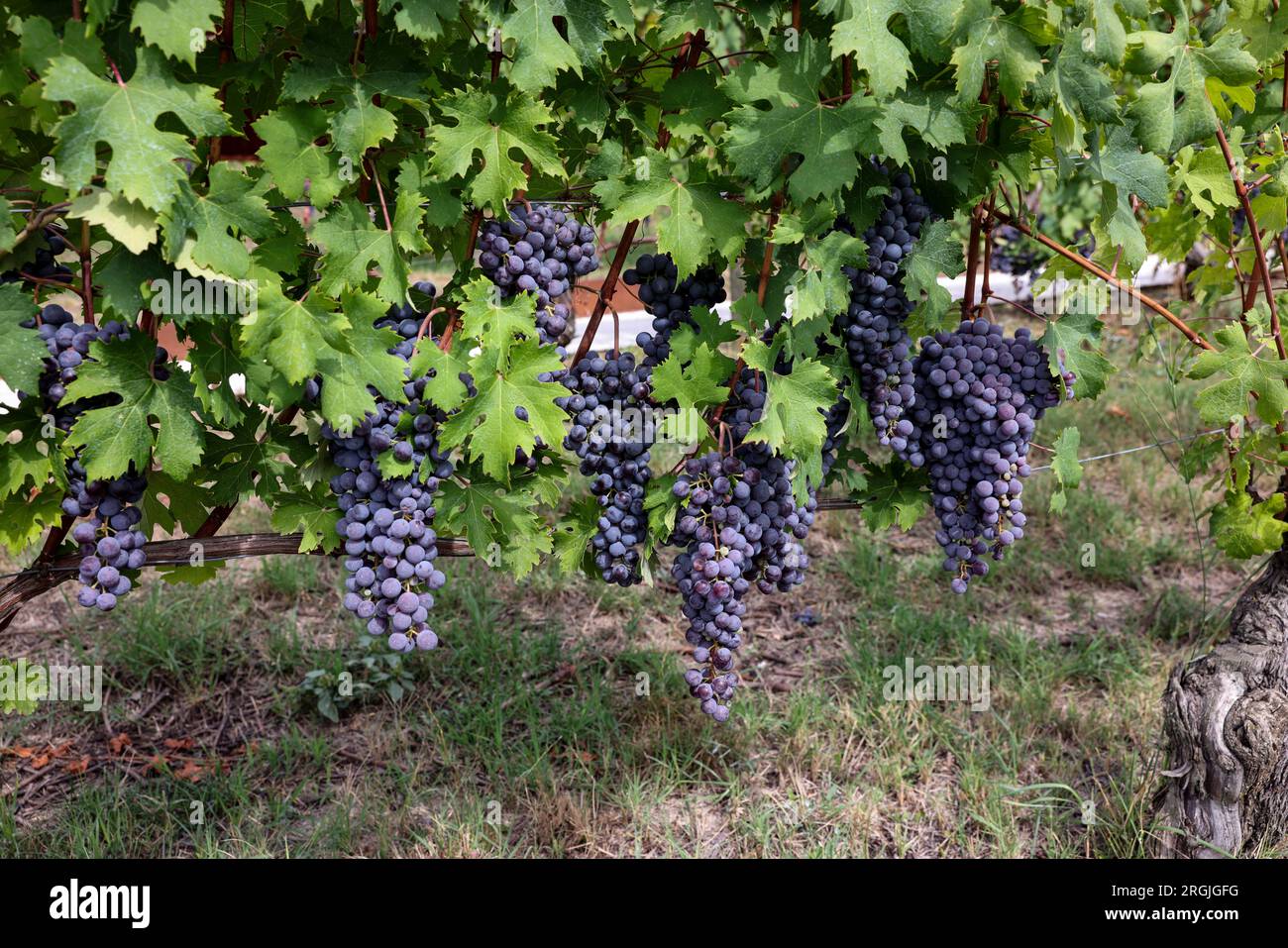 Beautiful bunch of black nebbiolo grapes with green leaves in the ...