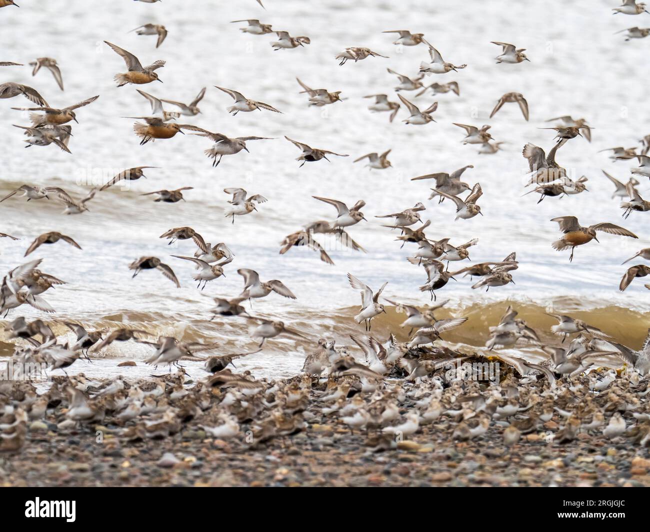 Sanderling calidris alba red knot hi-res stock photography and images ...