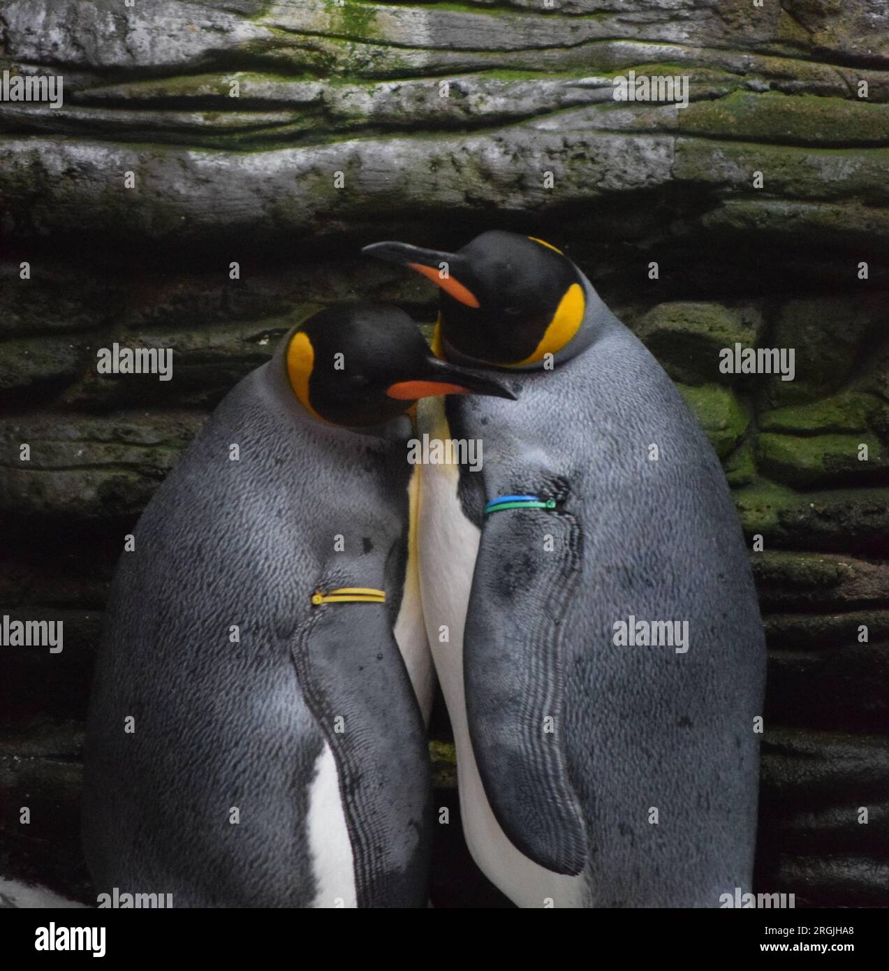 Two penguins in the Polar Pavilion at the Oceanopolis Aquarium in Brest ...