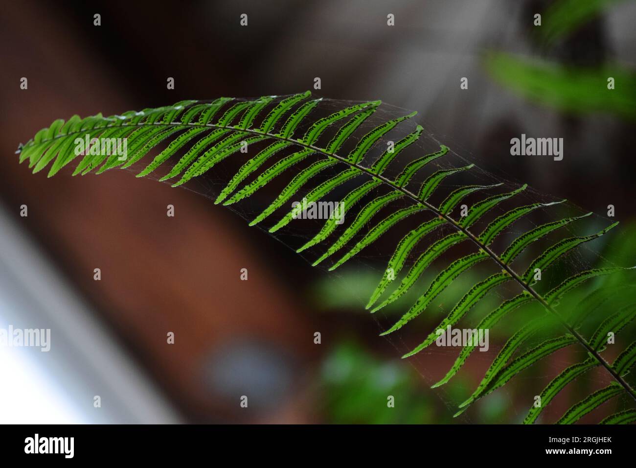 Drooping fern hi-res stock photography and images - Alamy