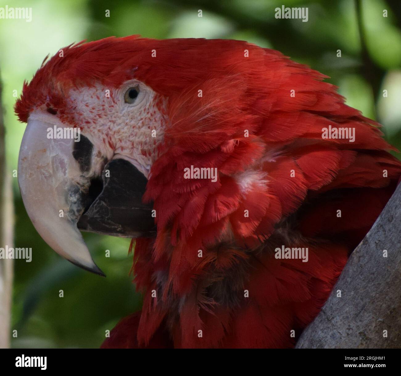 Close up view of a scarlet macaw (ara macao Stock Photo - Alamy