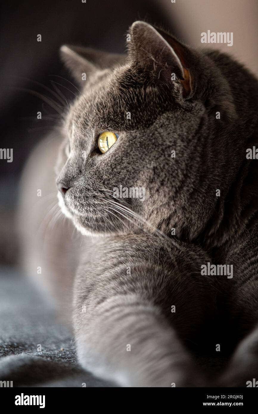 Chartreux hi-res stock photography and images - Alamy