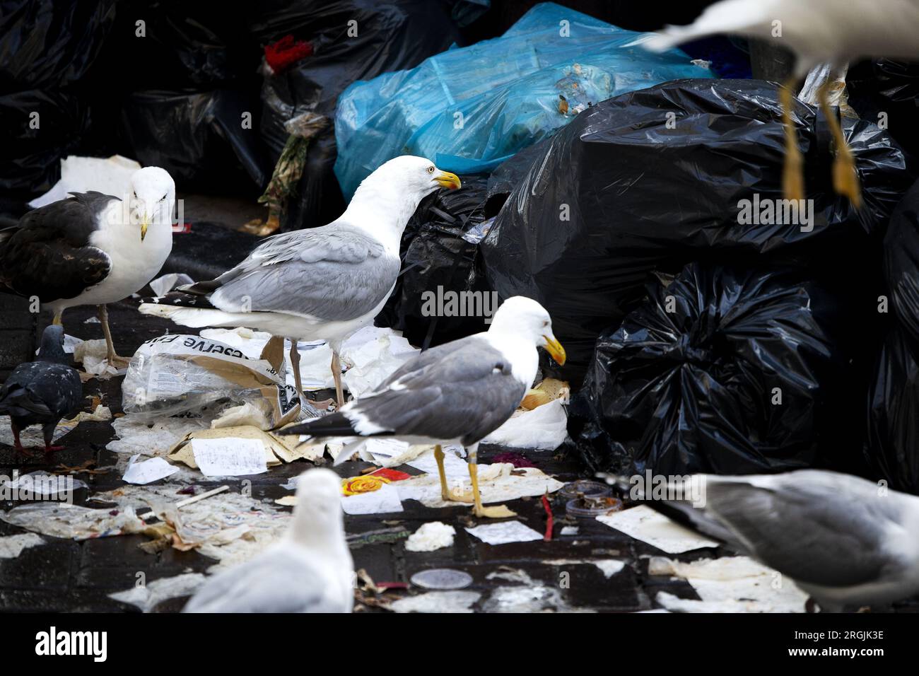 Groep dieren hi-res stock photography and images - Alamy