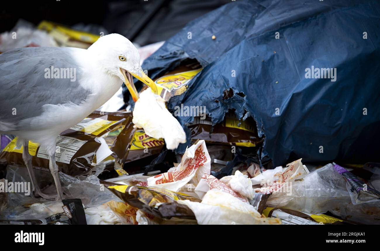 Meeuwenoverlast hi-res stock photography and images - Alamy