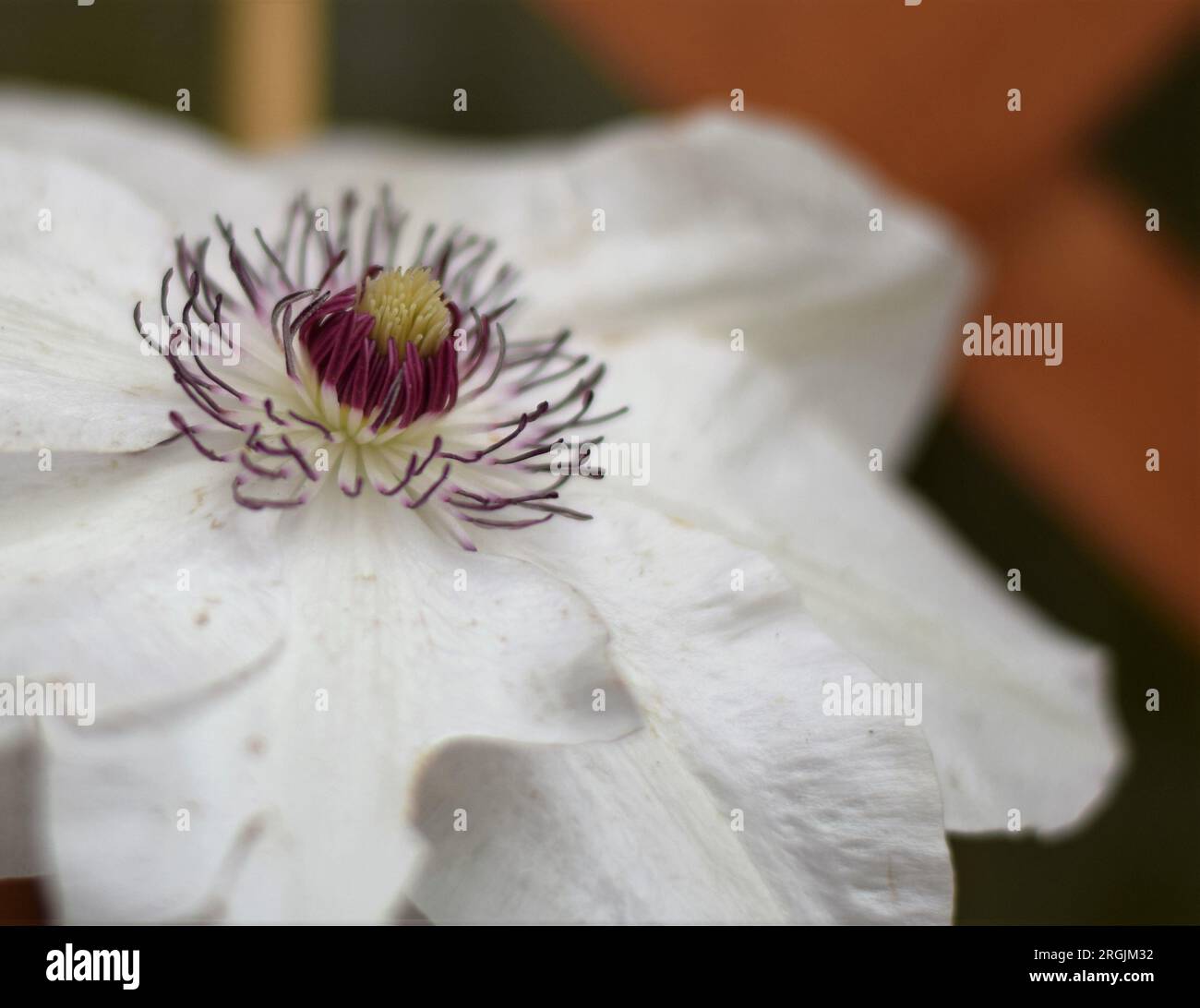 close up a single white clematis bloom Stock Photo - Alamy