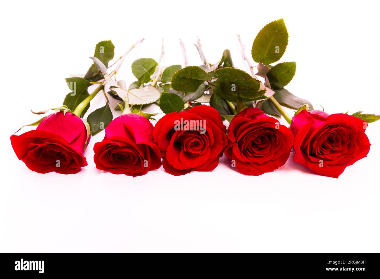 Five leaf roses Cut Out Stock Images & Pictures - Alamy