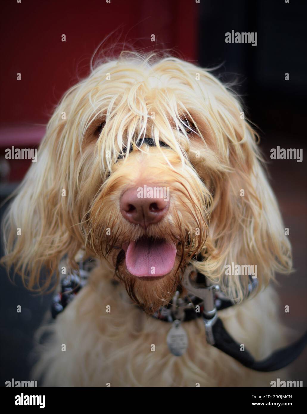 Light brown dog with long hair sitting and panting Stock Photo - Alamy