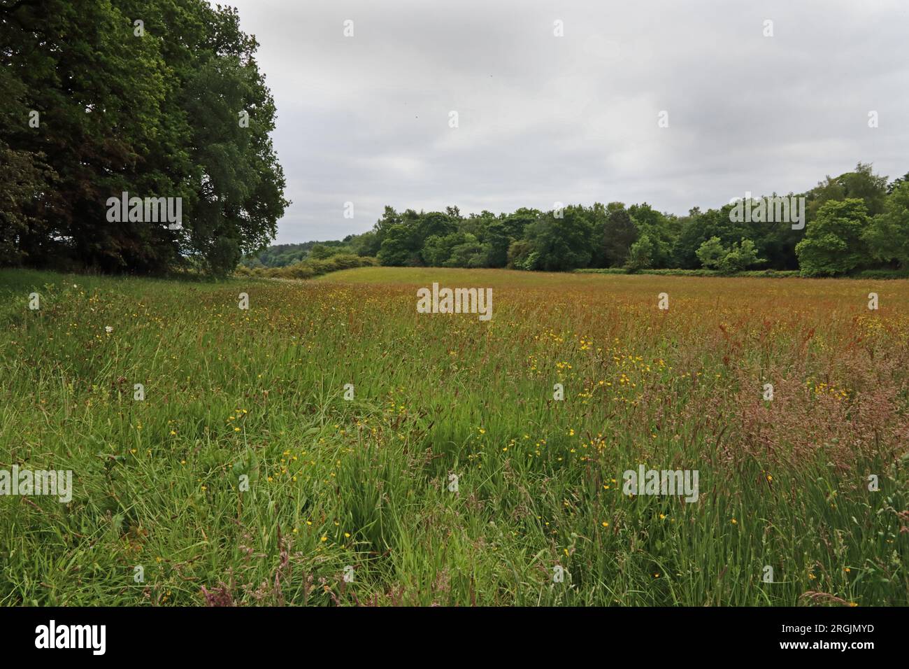 Traditional hay meadow awaitin cutting Stock Photo - Alamy