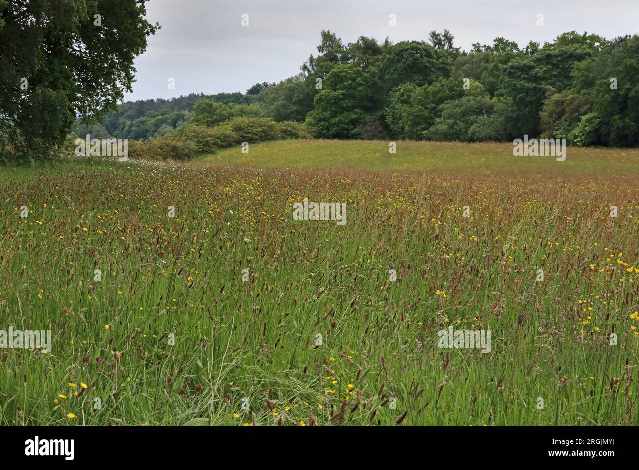 Traditional hay meadow awaitin cutting Stock Photo - Alamy