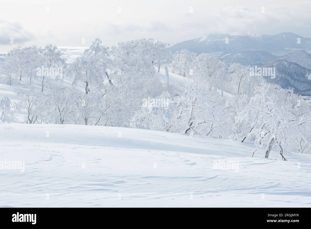 Icy trees hi-res stock photography and images - Alamy