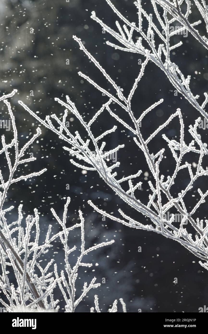 Abstract icy tree twigs and snow dark background Stock Photo - Alamy