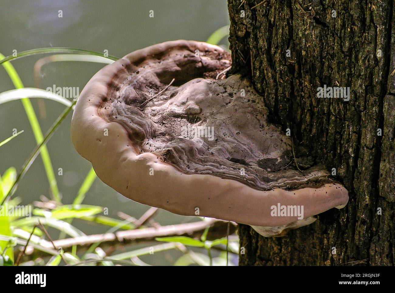 Large Australian bracket fungus, ganoderma resinaceum, growing from the ...