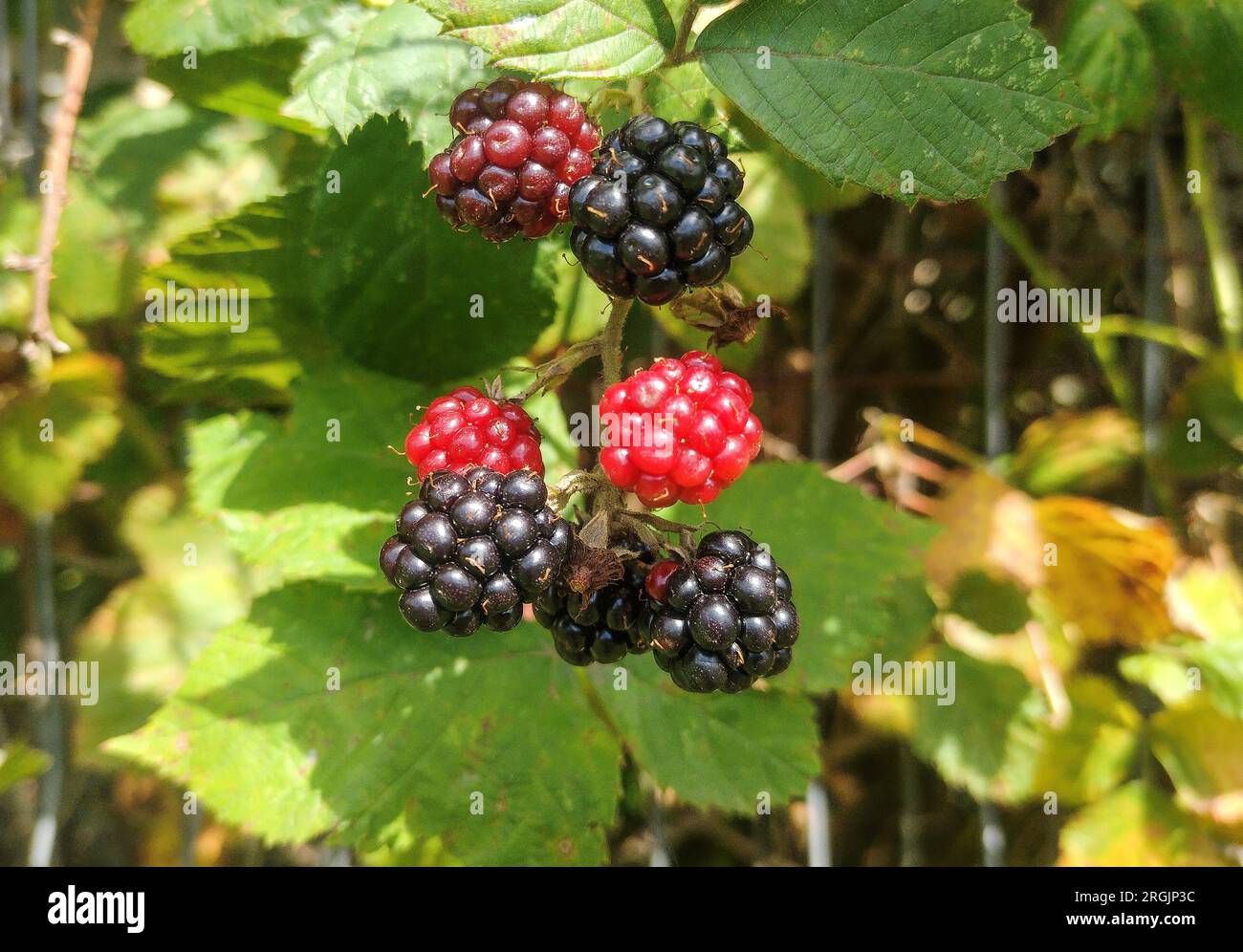 Fruit ripening process hi-res stock photography and images - Alamy