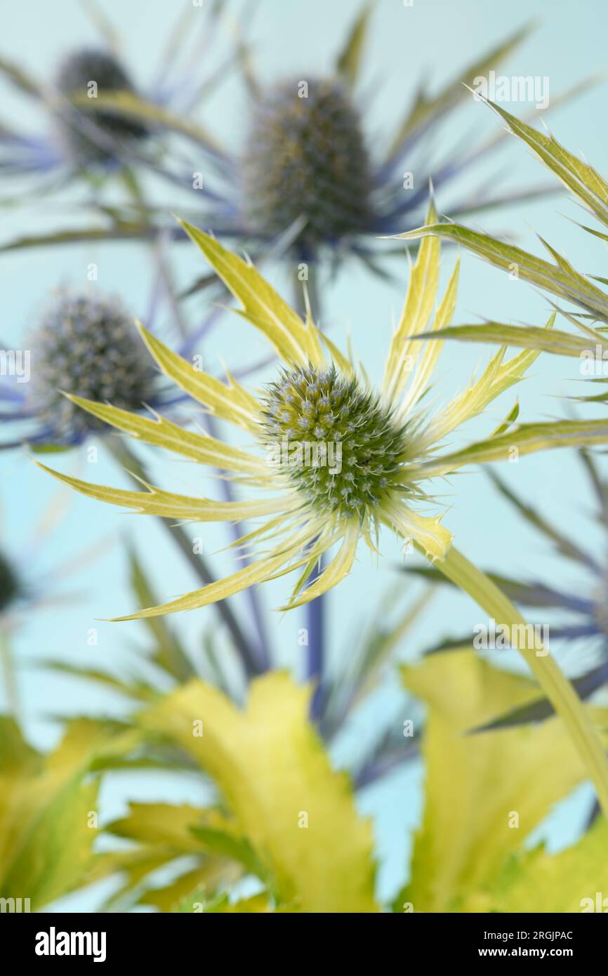 Eryngium × zabelii 'Neptune's Gold' Sea holly July Stock Photo - Alamy