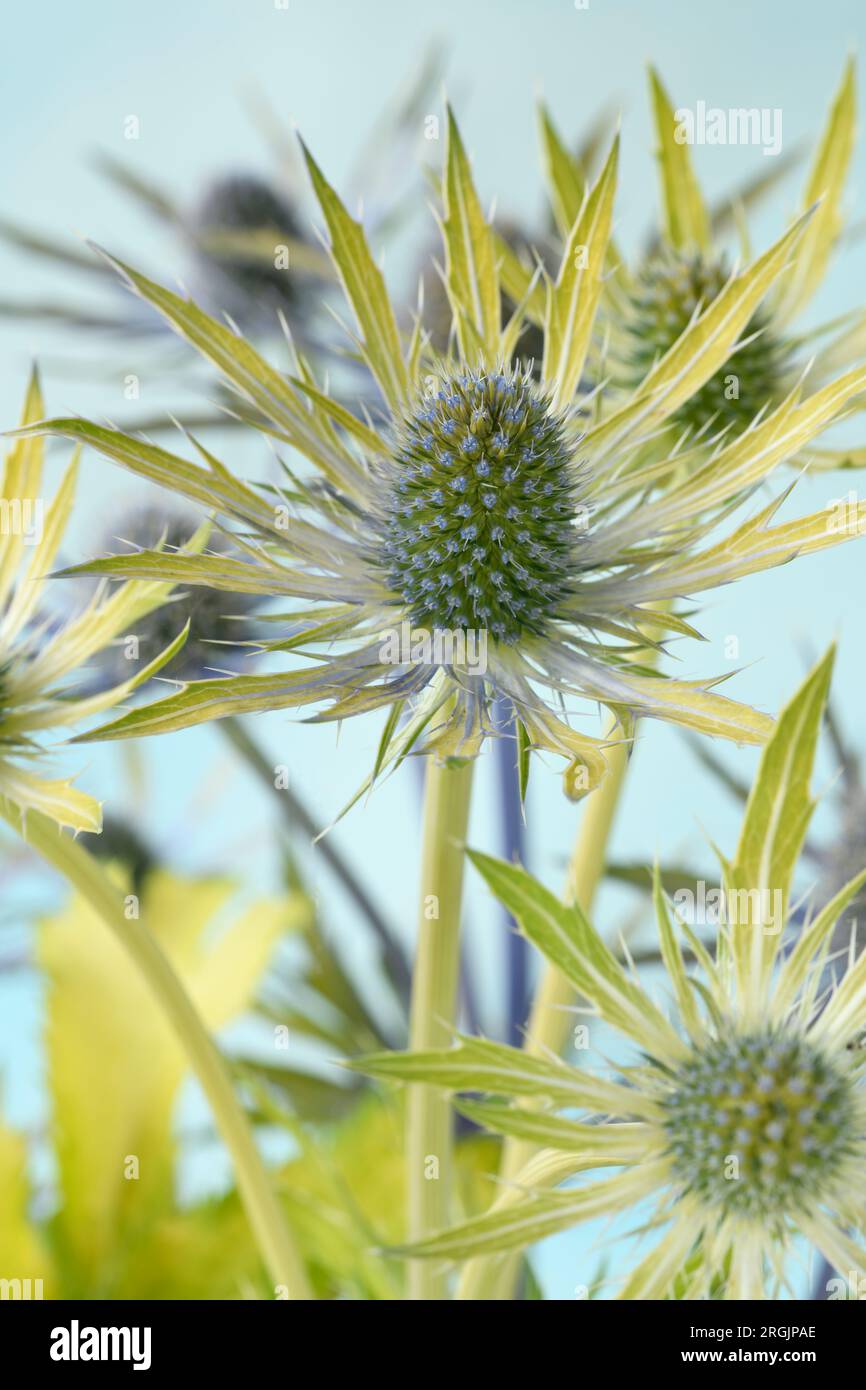 Eryngium × zabelii 'Neptune's Gold' Sea holly July Stock Photo - Alamy