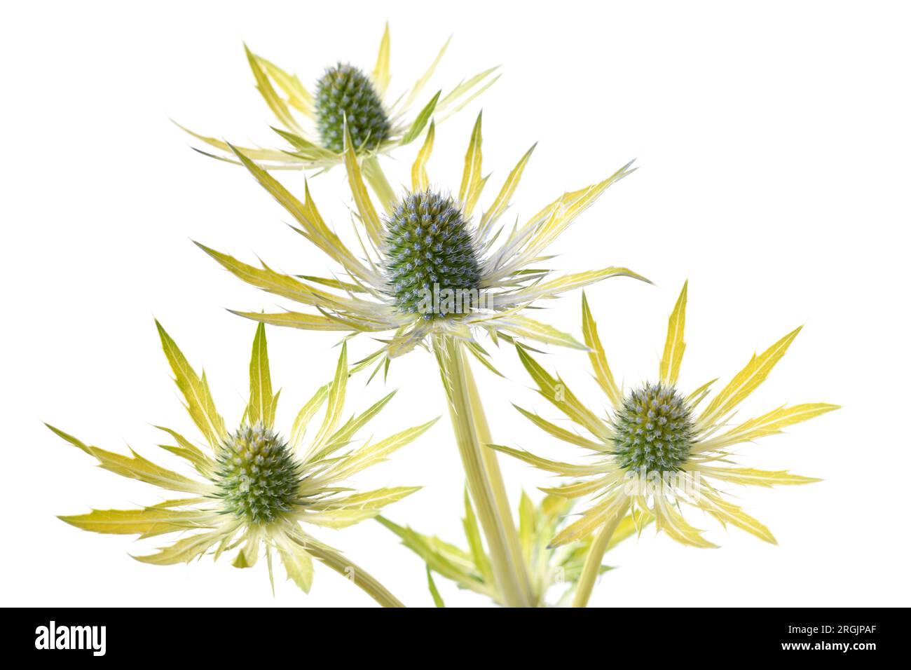 Eryngium × zabelii 'Neptune's Gold' Sea holly July Stock Photo - Alamy