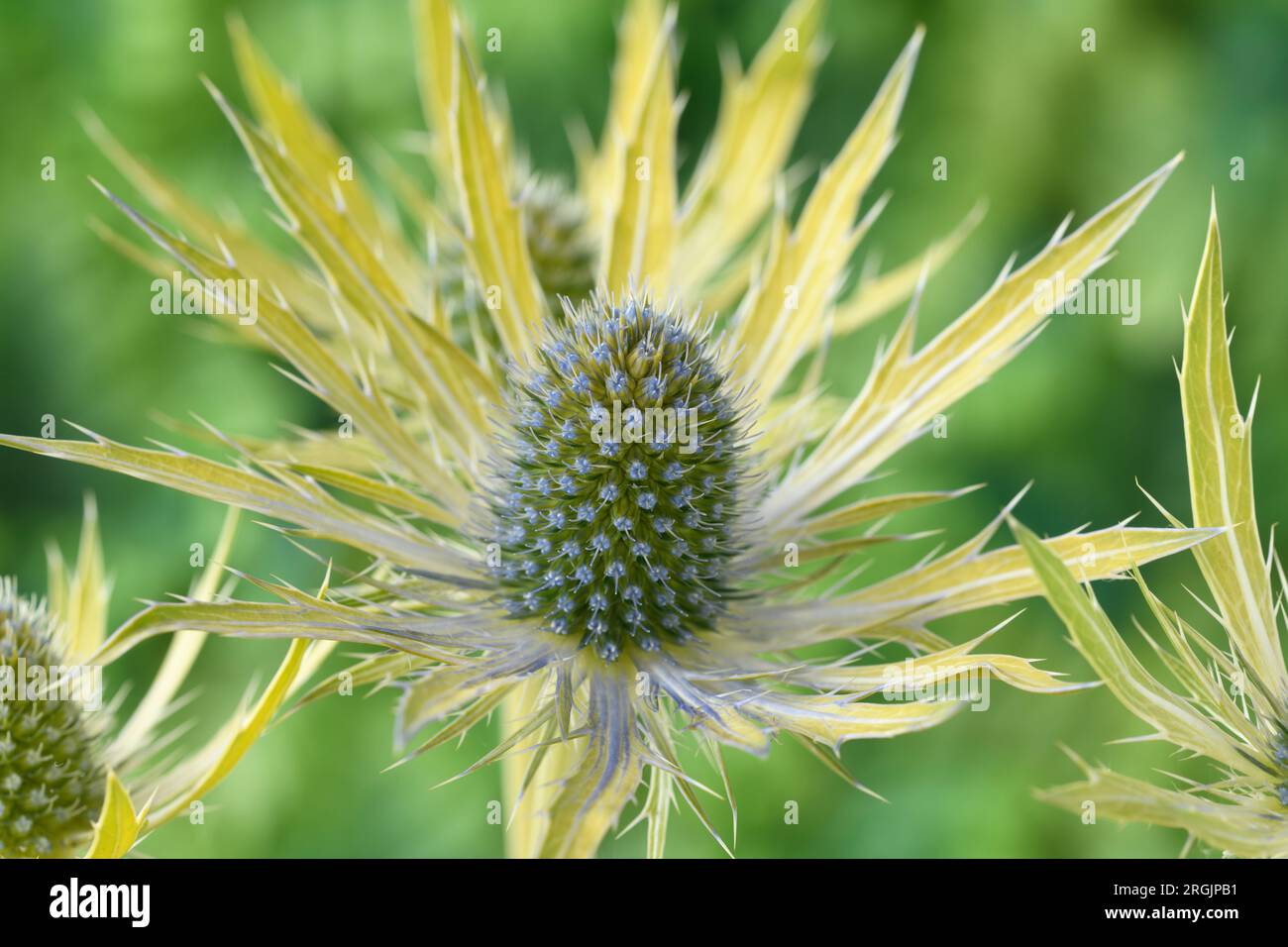 Eryngium × zabelii 'Neptune's Gold' Sea holly July Stock Photo - Alamy