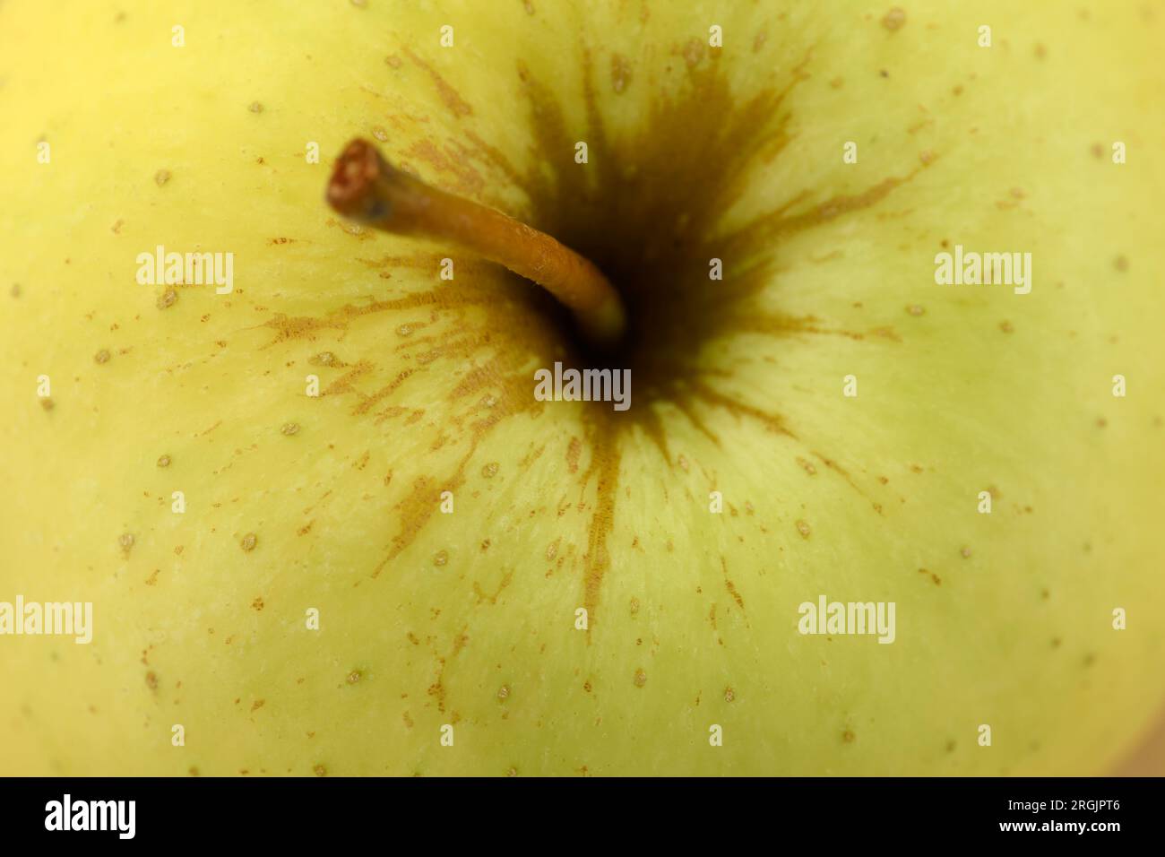 Malus domestica 'Golden Spur' Picked apples September Stock Photo - Alamy