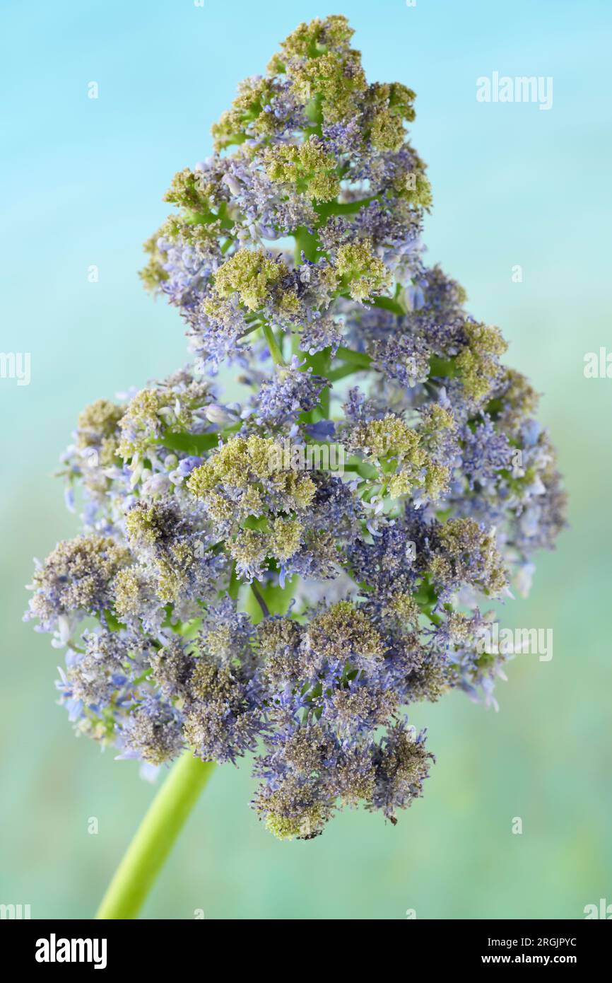 Muscari armeniacum 'Fantasy Creation' Grape hyacinth Double flowered ...