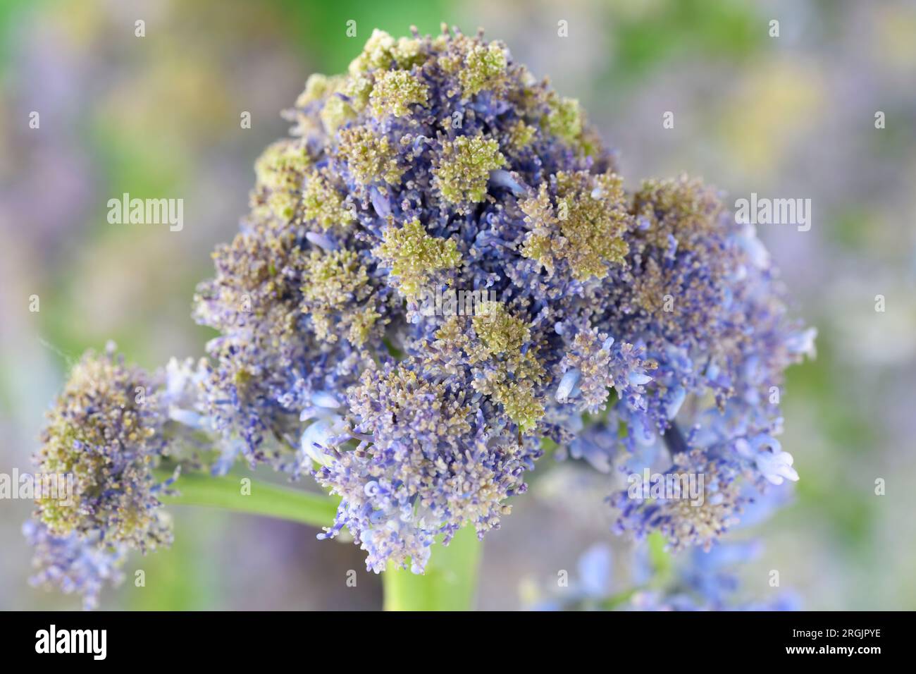 Muscari armeniacum 'Fantasy Creation' Grape hyacinth Double flowered ...