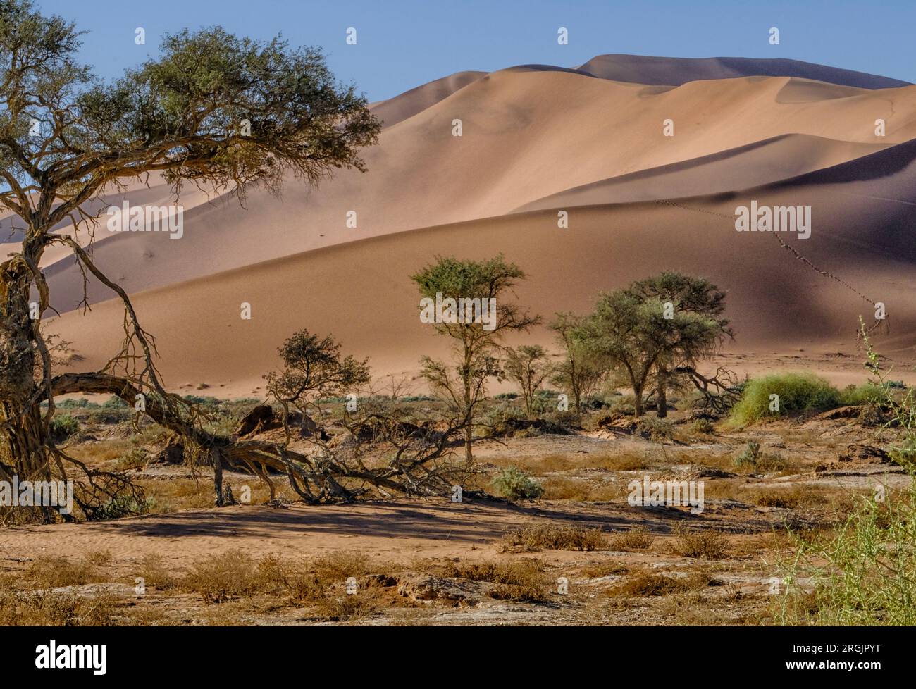 Landscape with red sand dunes, desert grasses and African Acacia trees ...