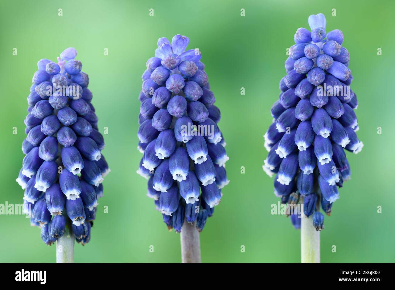 Bulbous eyes hi-res stock photography and images - Alamy